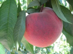 O'Henry Peach - Heritage Fruit Trees