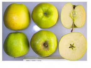 Mutsu Apple (medium) - Heritage Fruit Trees