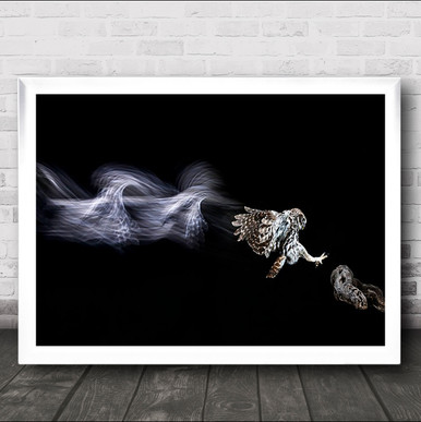 Back To The Future Bird Owl Birds Owls Rapaces Flash Animal Night Wall ...