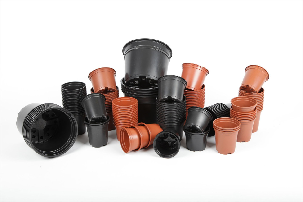 Koppert Cryptobug - L (Mealybugs Control) - East Riding Horticulture Ltd