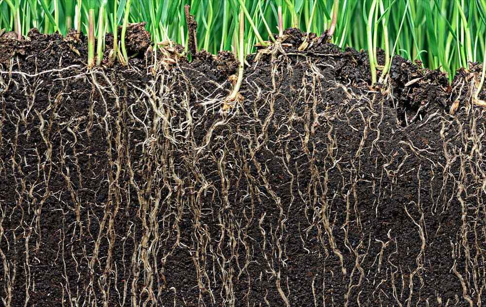 Clover Fine Grade Irish Moss Peat 200L | East Riding Horticulture