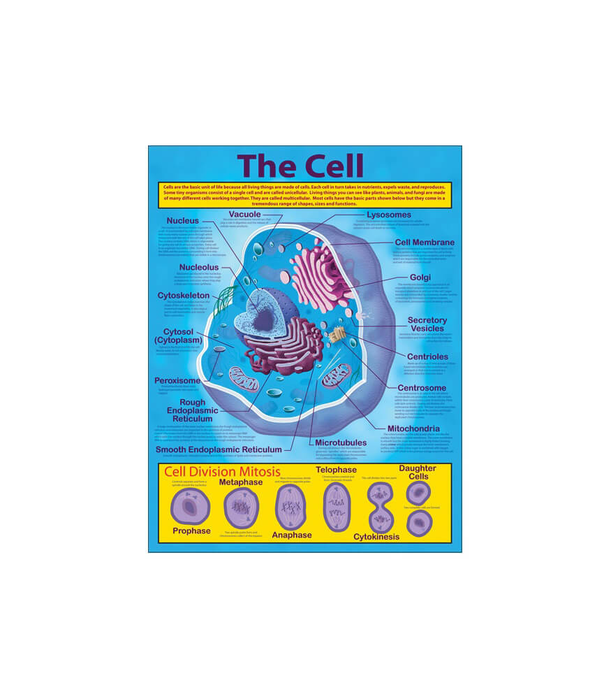 Grade 4-8 The Cell Chart