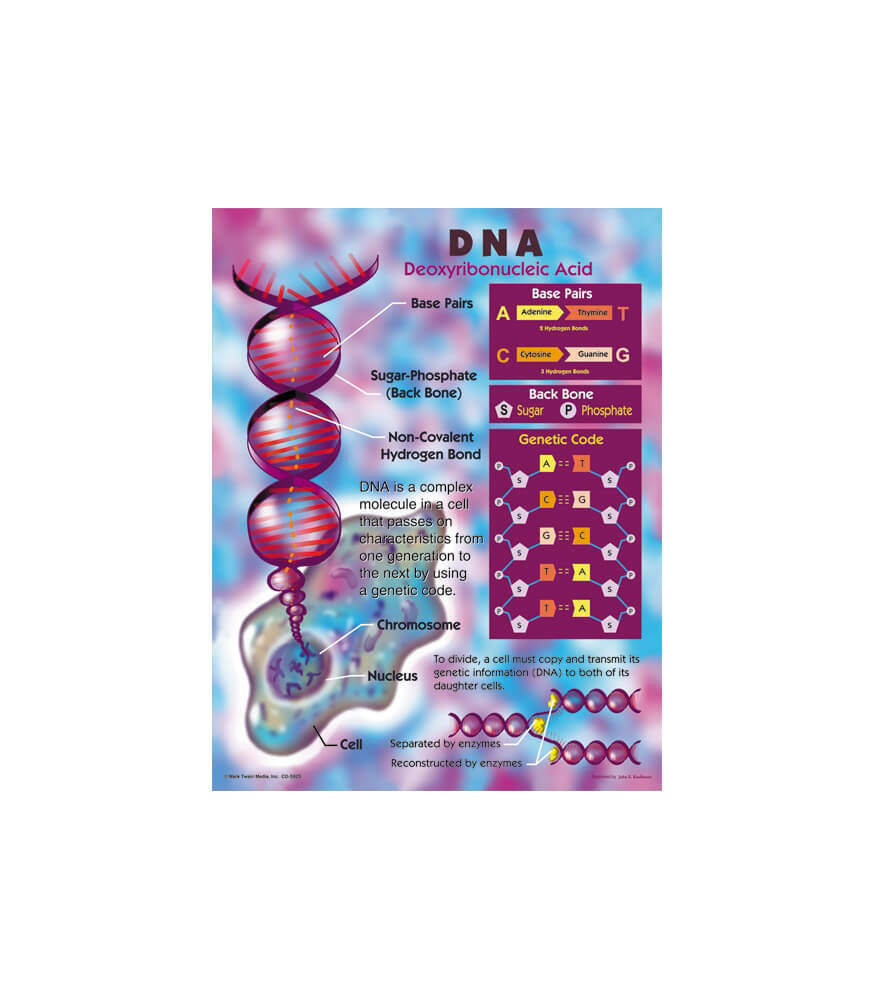 Grade 4-8 Dna Chart