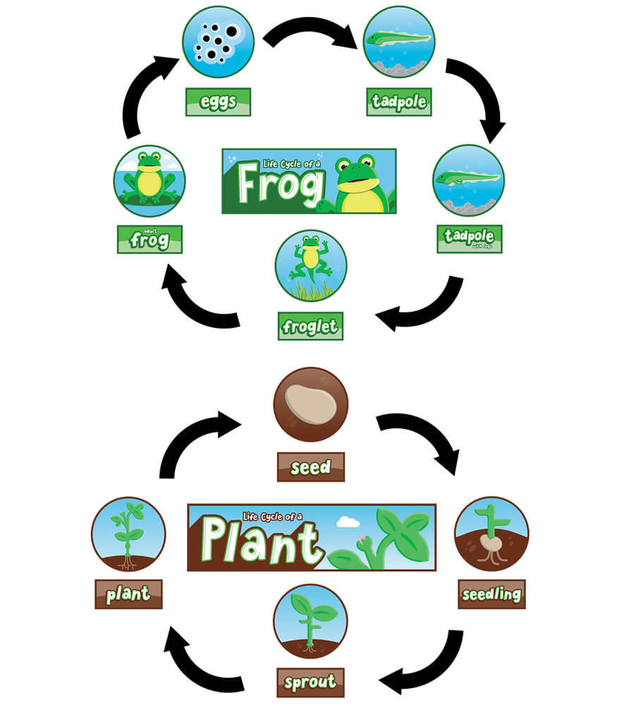 Grade K-3 Life Cycles Bulletin Board Set