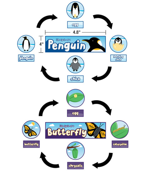 Grade K-3 Life Cycles Bulletin Board Set