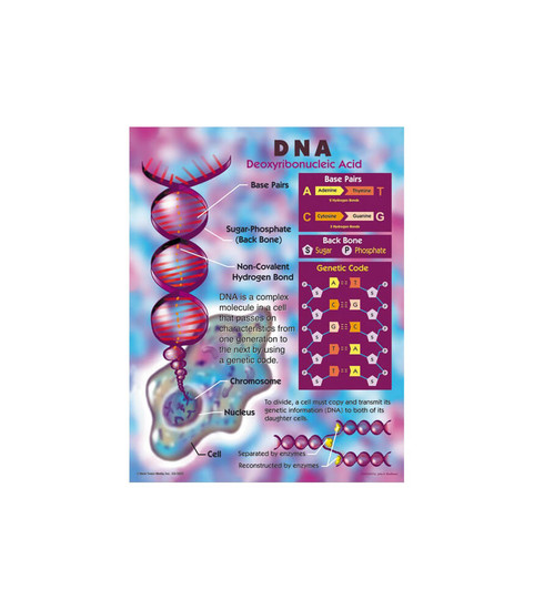 Grade 4-8 DNA Chart