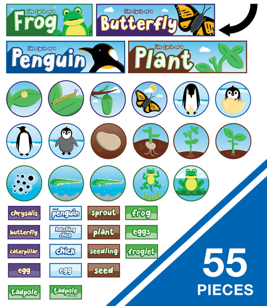 Grade K-3 Life Cycles Bulletin Board Set
