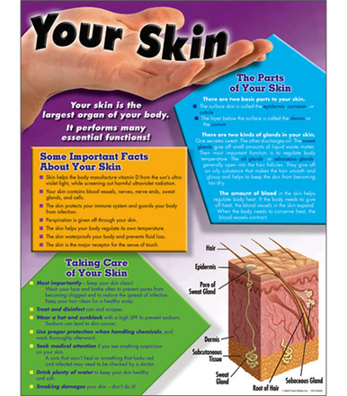 Grade 4-8 Your Skin Chart