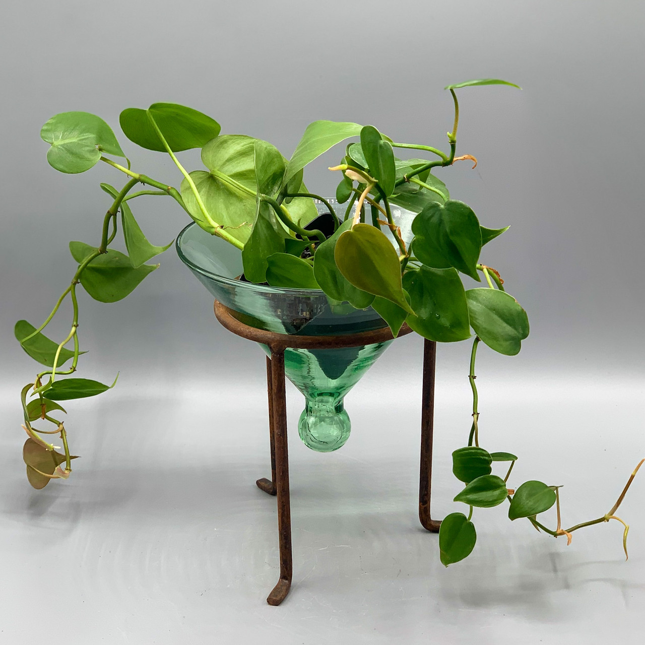 6.5" Round Glass Plant Holder - Ocean Springs Mercantile