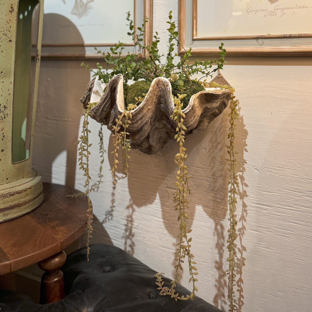 Decorative Clam Shell Wall Container - Ocean Springs Mercantile