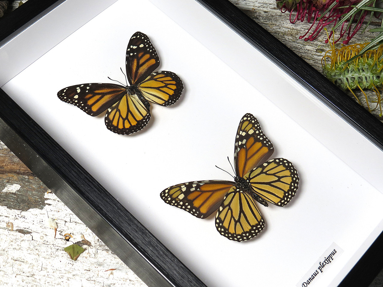 Monarch butterfly Danaus plexippus dorsal / ventral - Bits and Bugs