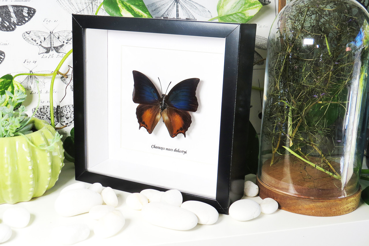 Charaxes mars dohertyi - Bits and Bugs