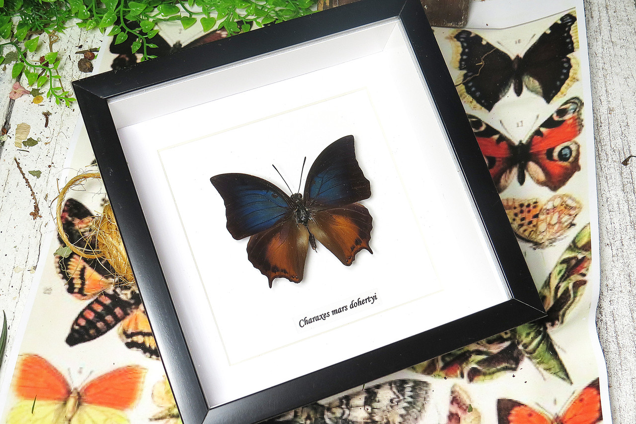 Charaxes mars dohertyi - Bits and Bugs