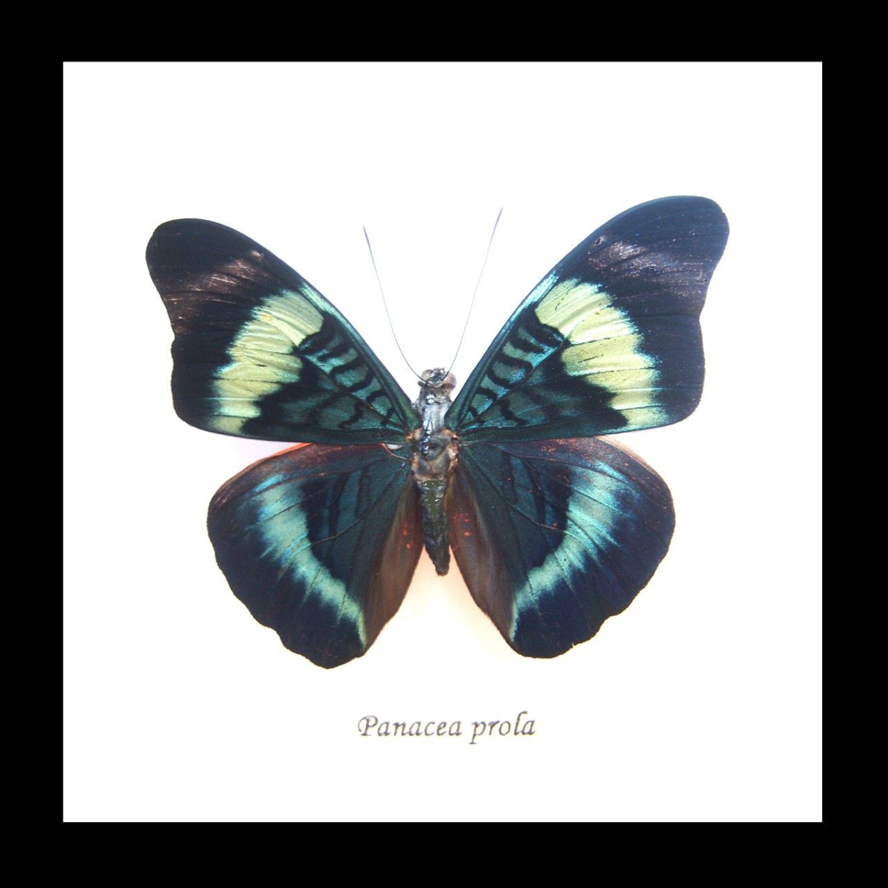 Panacea prola viso - Bits and Bugs