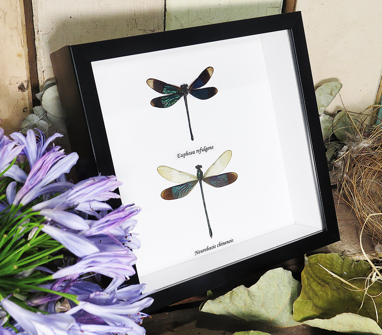 Dragonfly x 2 - Bits and Bugs