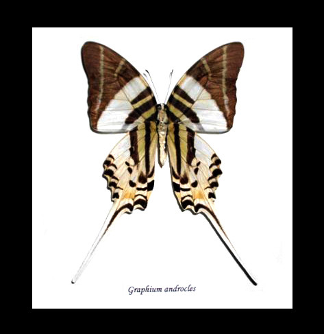 Graphium androcles ventral - Bits and Bugs