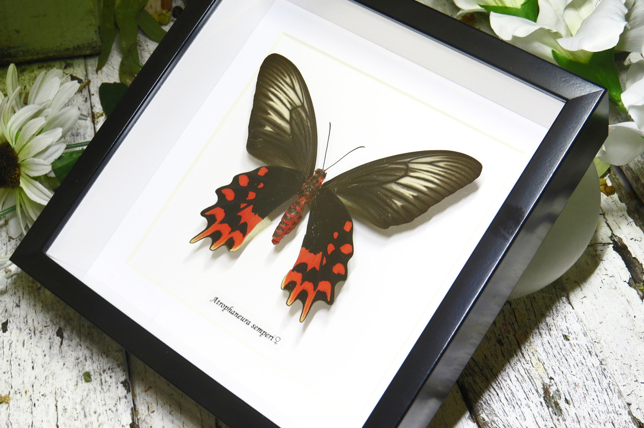 Vampire Butterfly Butterfly Behavior | American Museum Of Natural