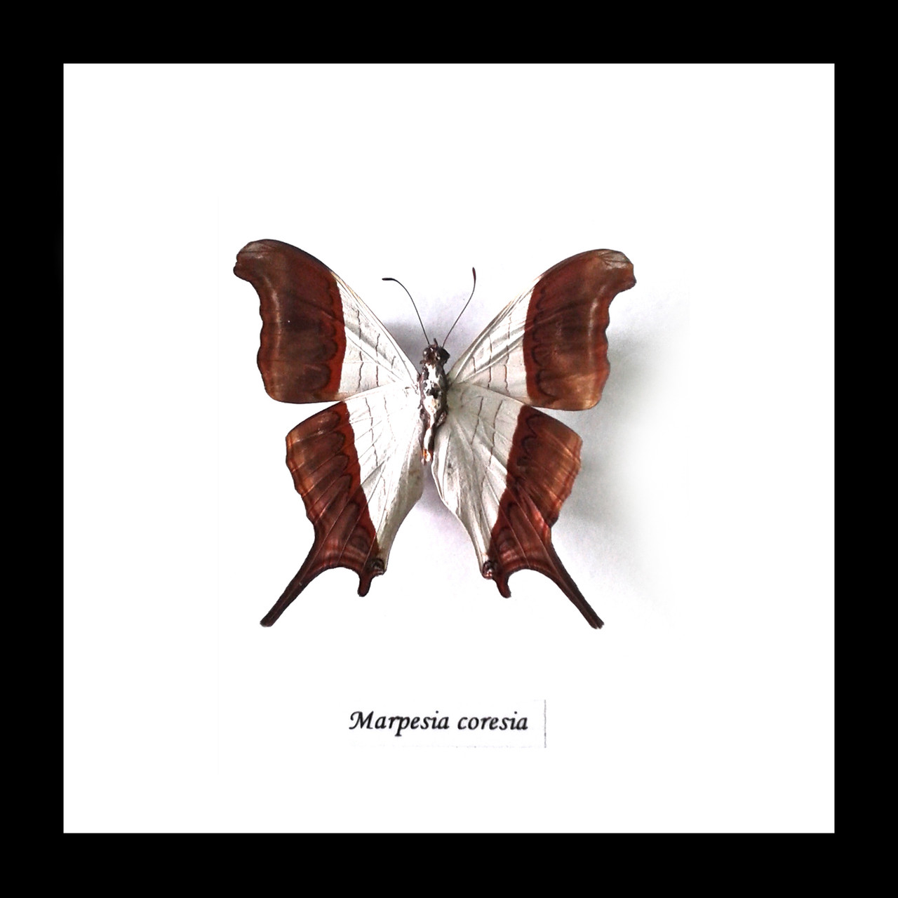 Marpesia coresia - Bits and Bugs