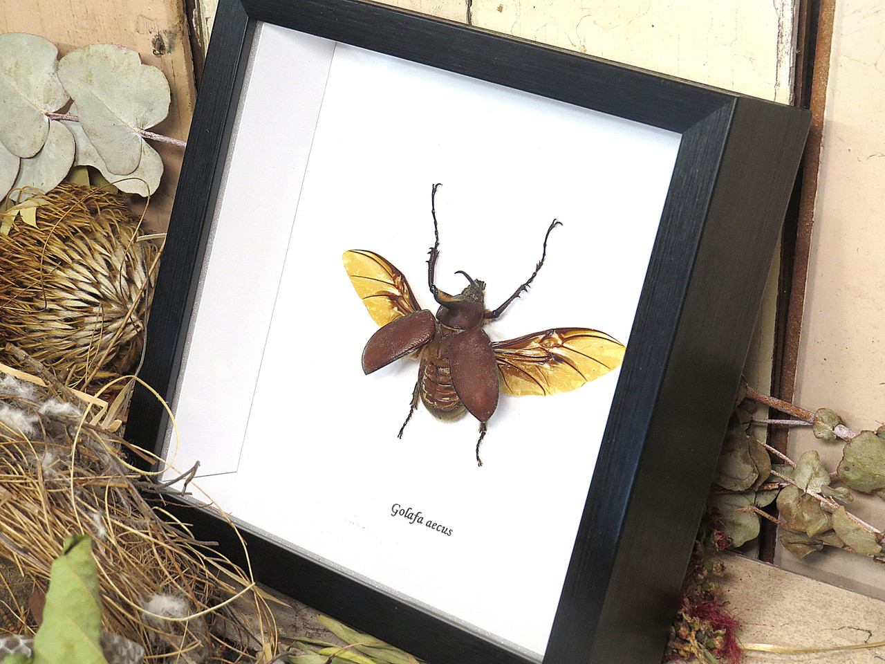 Golofa aecus - Bits and Bugs