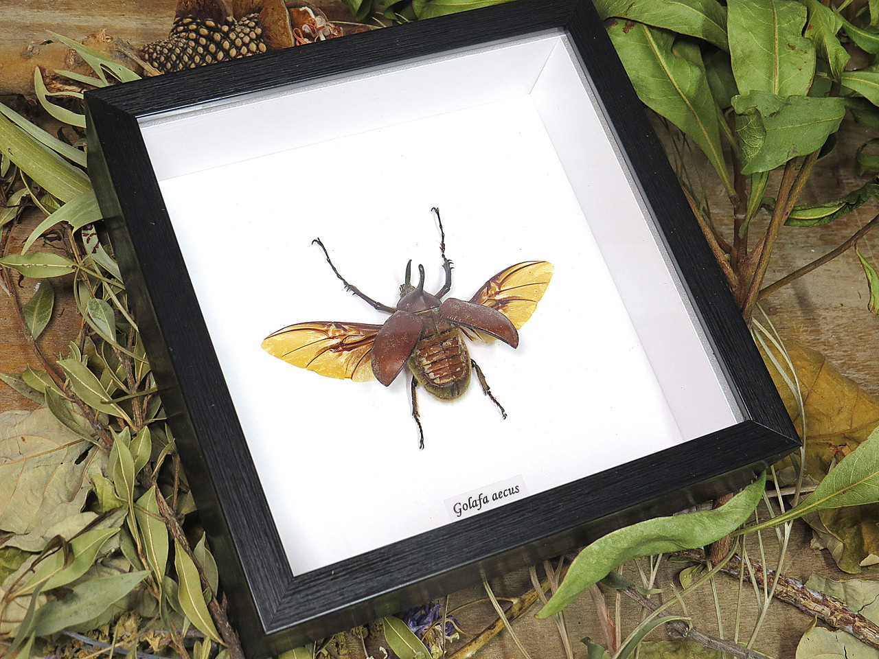 Golofa aecus - Bits and Bugs