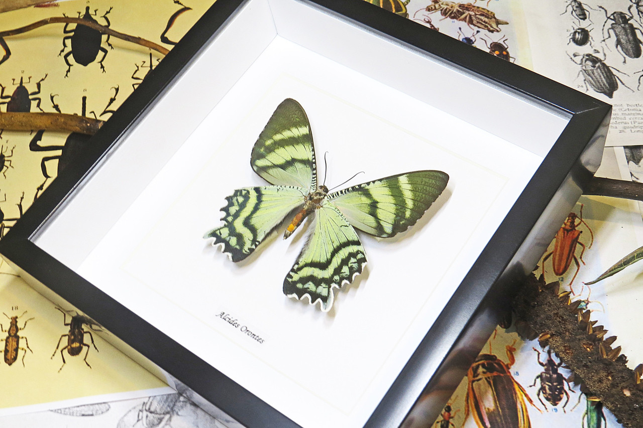 Alcides orontes ventral - Bits and Bugs
