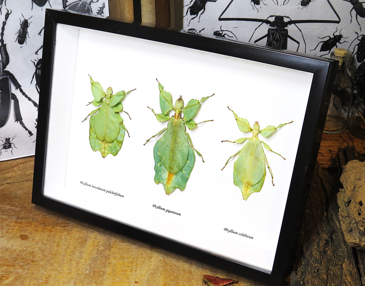 Phyllium assorted - Bits and Bugs