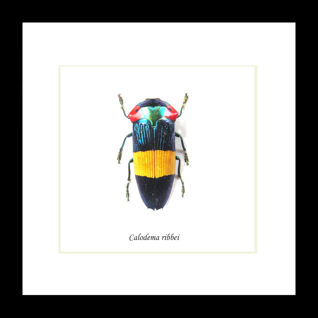 Calodema ribbei ( not for sale ) - Bits and Bugs