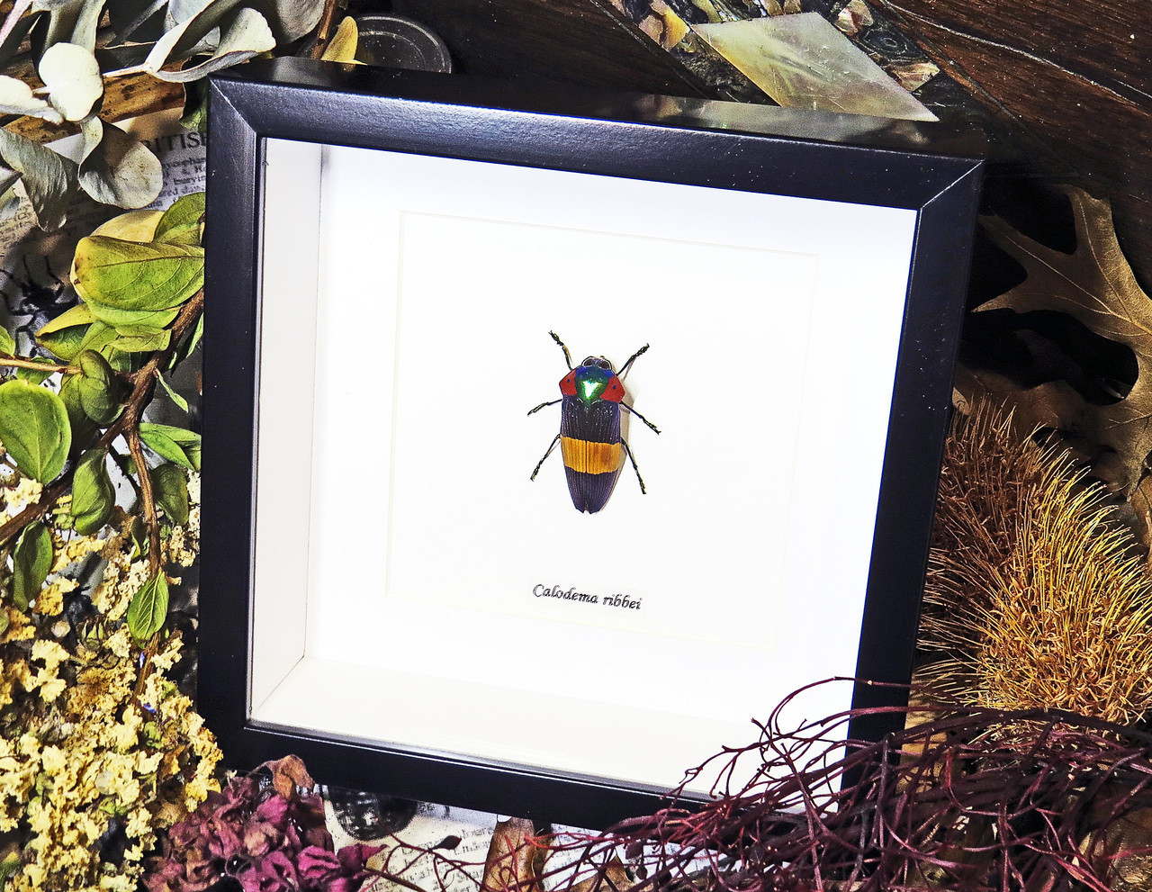 Calodema ribbei ( not for sale ) - Bits and Bugs