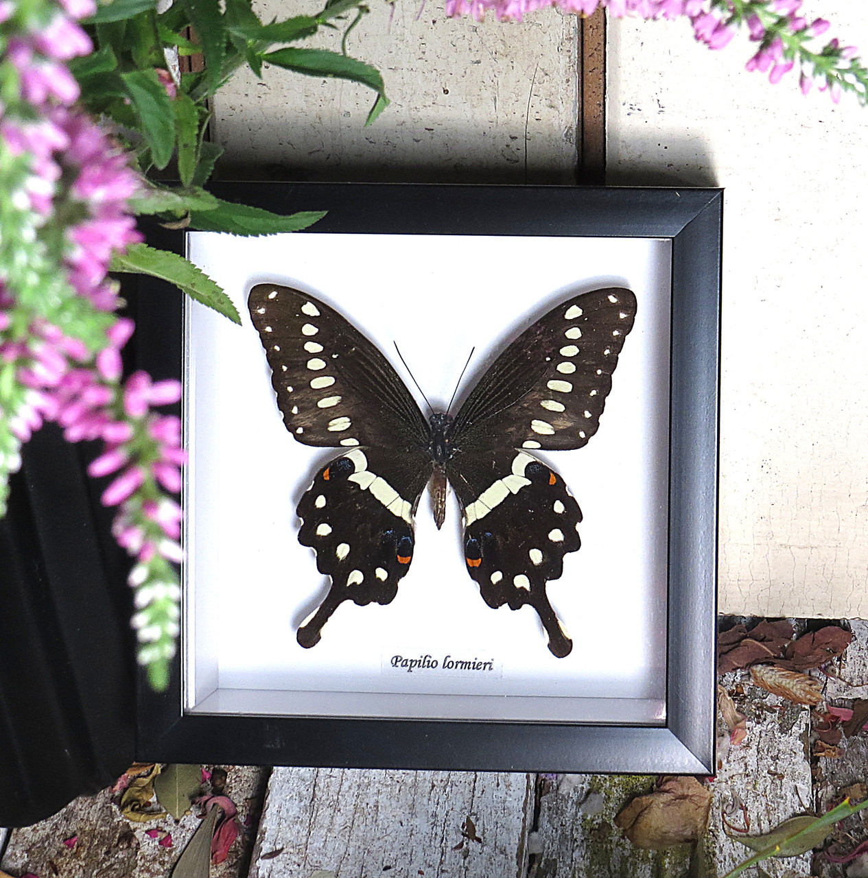 Papilio lormieri dorsal - Bits and Bugs