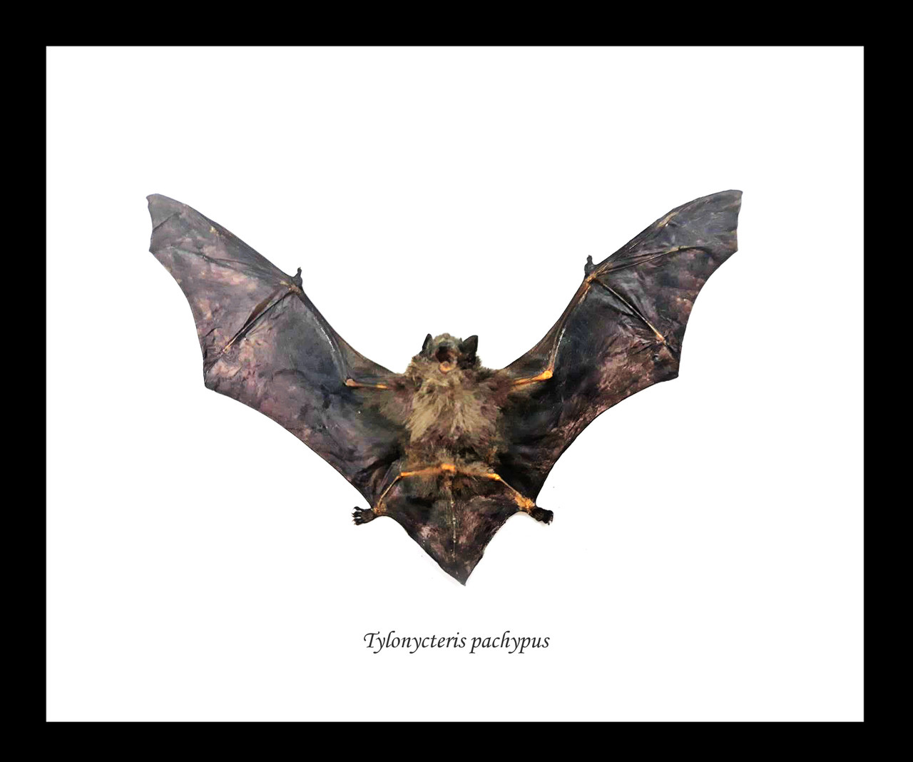 Tylonycteris pachypus - Bits and Bugs