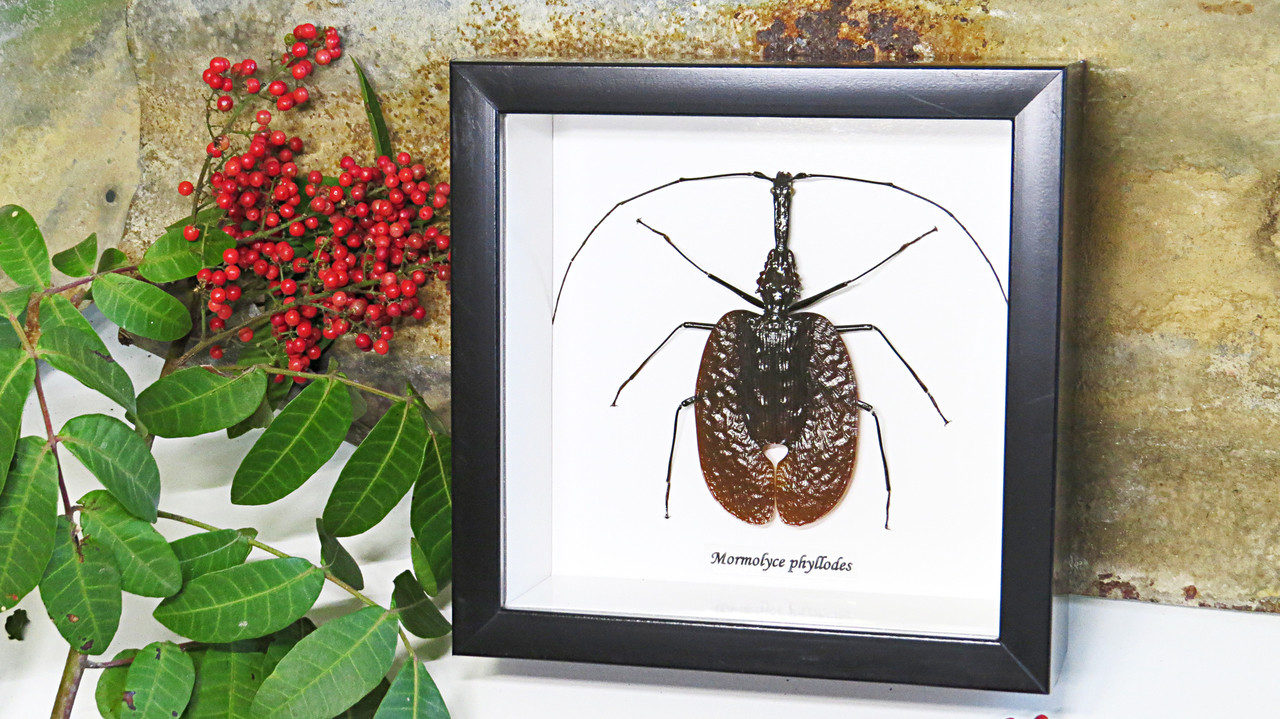 Mormolyce phyllodes - Bits and Bugs