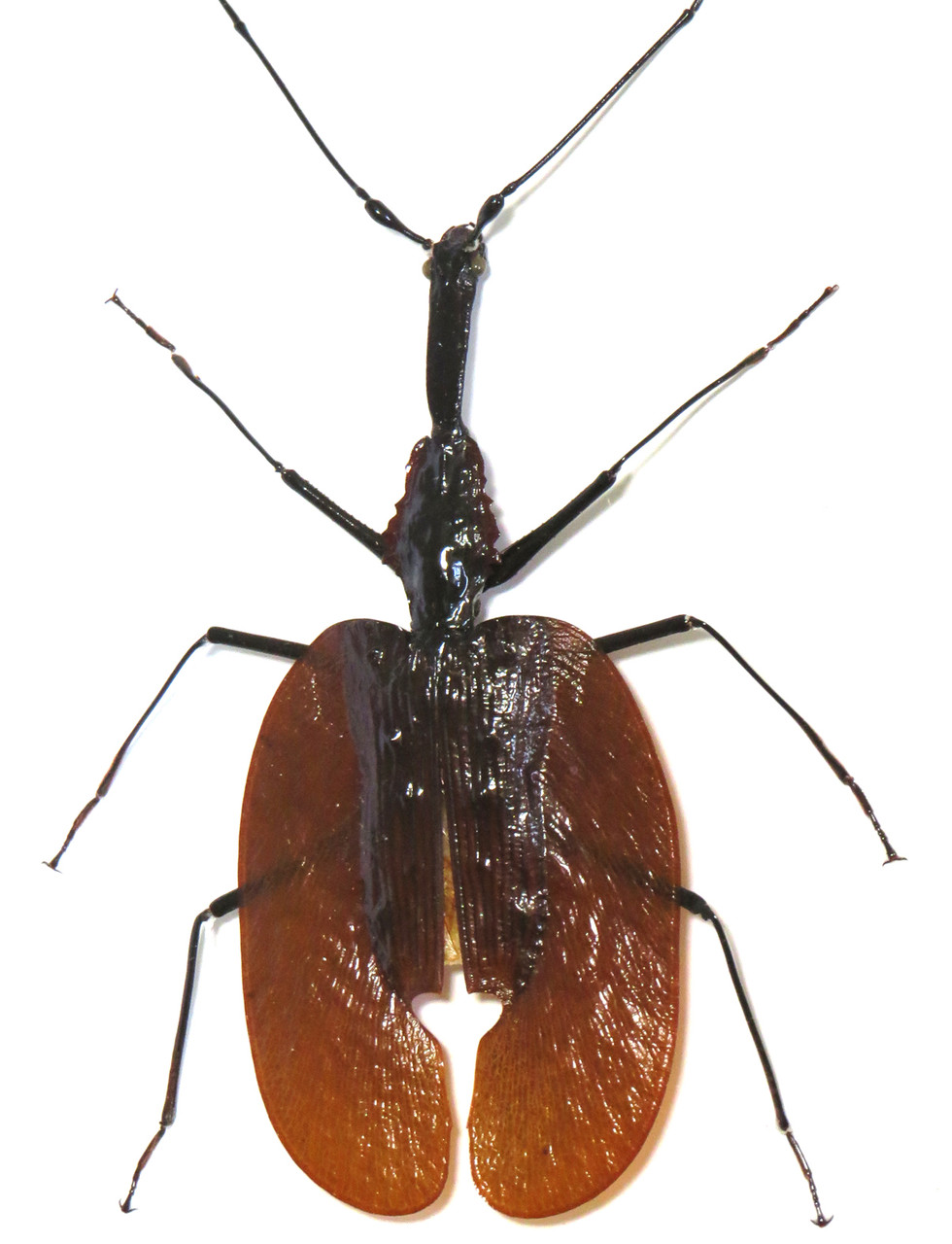 Mormolyce phyllodes - Bits and Bugs