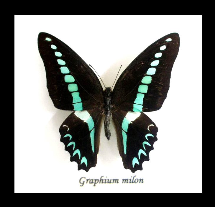 Graphium milon # ( special ) - Bits and Bugs