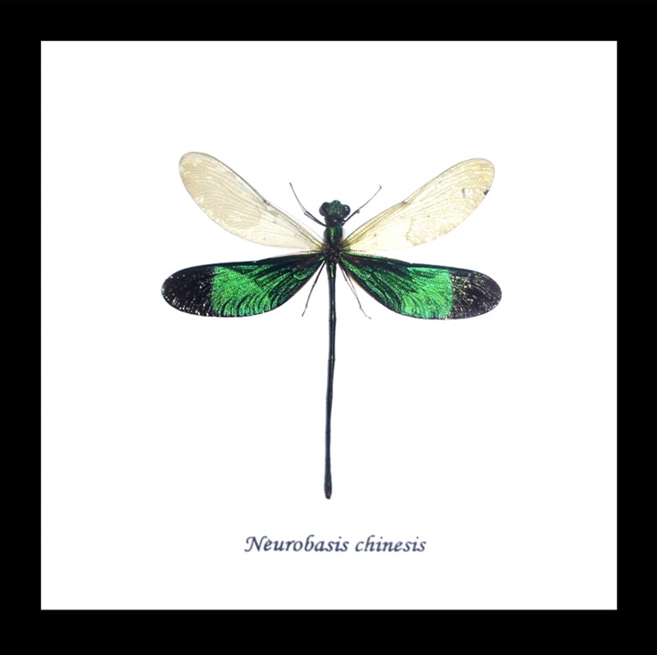 Neurobasis chinensis ( special ) - Bits and Bugs