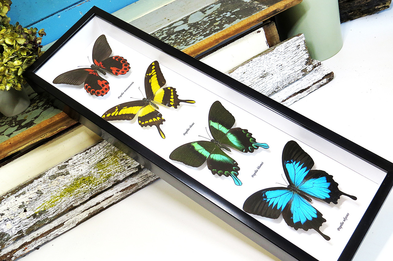 Butterfly combo 4 - Bits and Bugs