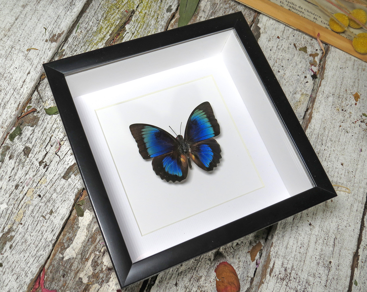 Prepona Hybrid # 1 - Bits and Bugs