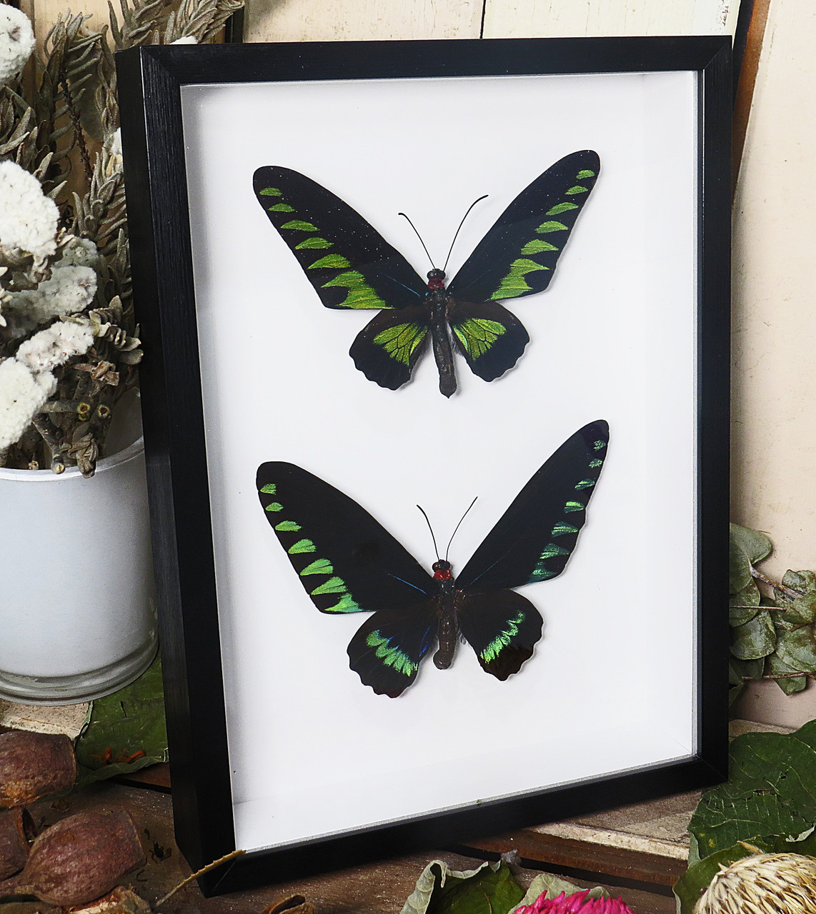 Trogonoptera brookiana + Trogonoptera trojana - Bits and Bugs