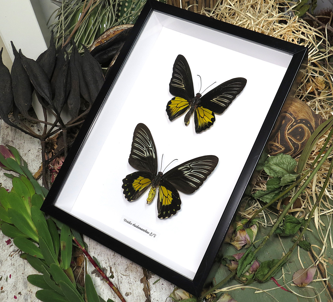 Troides rhadamantus male + female dorsal label front - Bits and Bugs