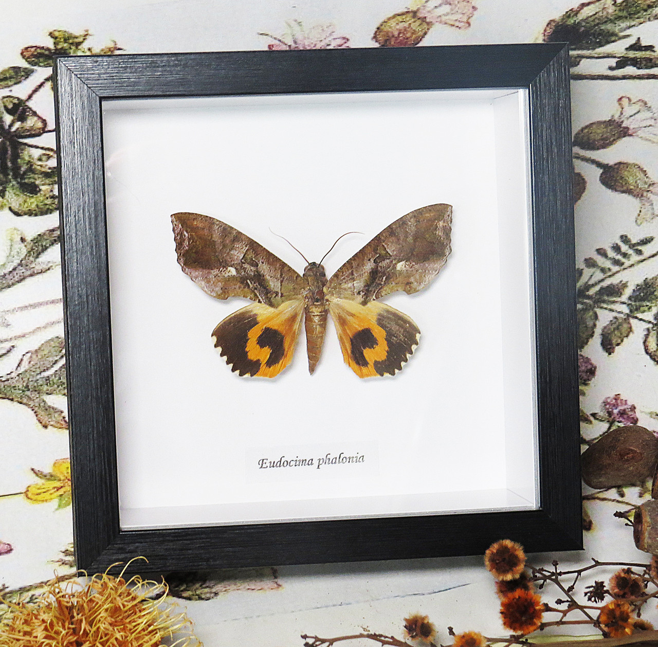 Eudocima phalonia moth - Bits and Bugs