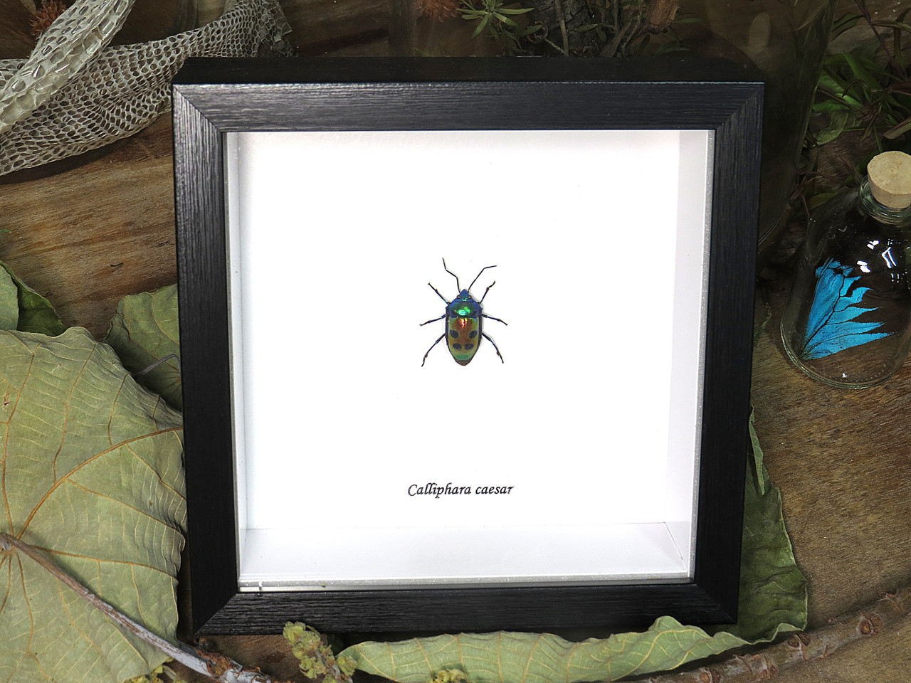 Calliphara caesar - Bits and Bugs
