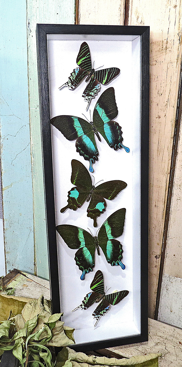 Green multi sweep - Bits and Bugs