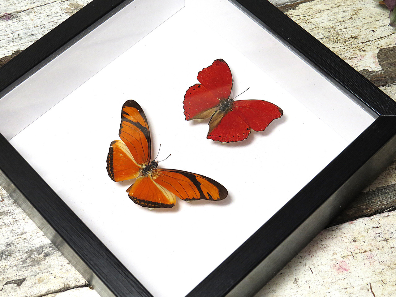 Dryas julia + Cymothoe sangaris - Bits and Bugs