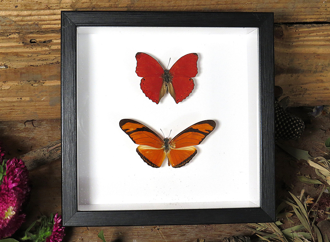 Dryas julia + Cymothoe sangaris - Bits and Bugs