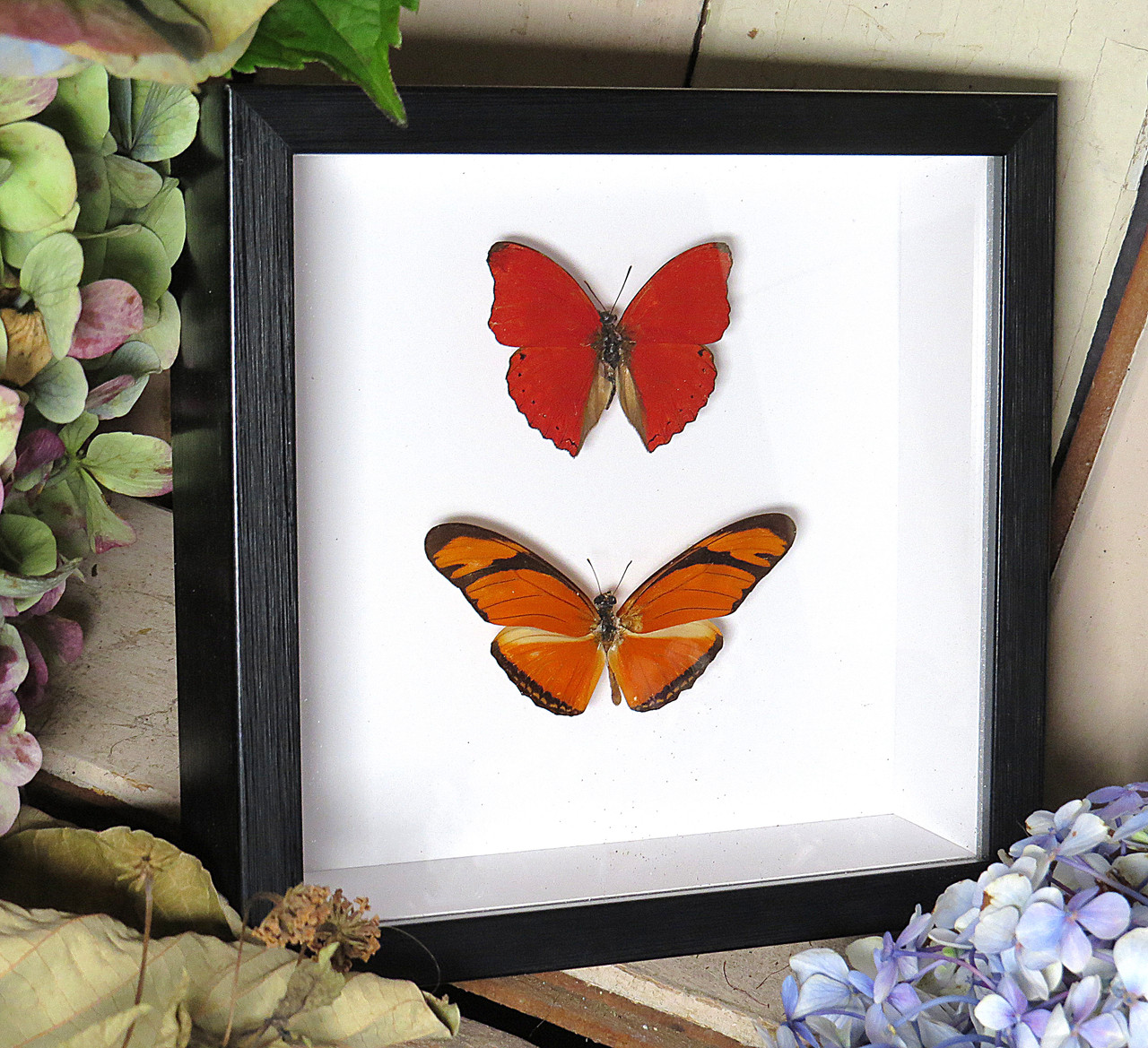 Dryas julia + Cymothoe sangaris - Bits and Bugs