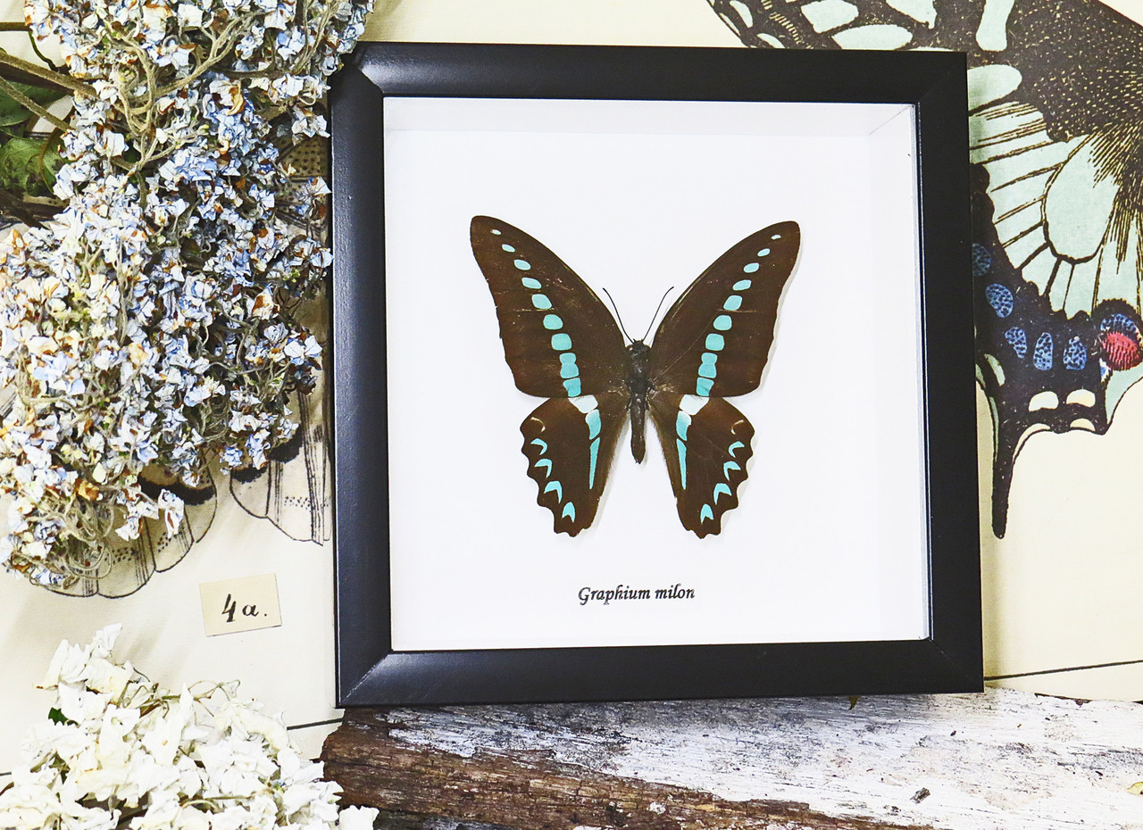 Graphium milon - Bits and Bugs