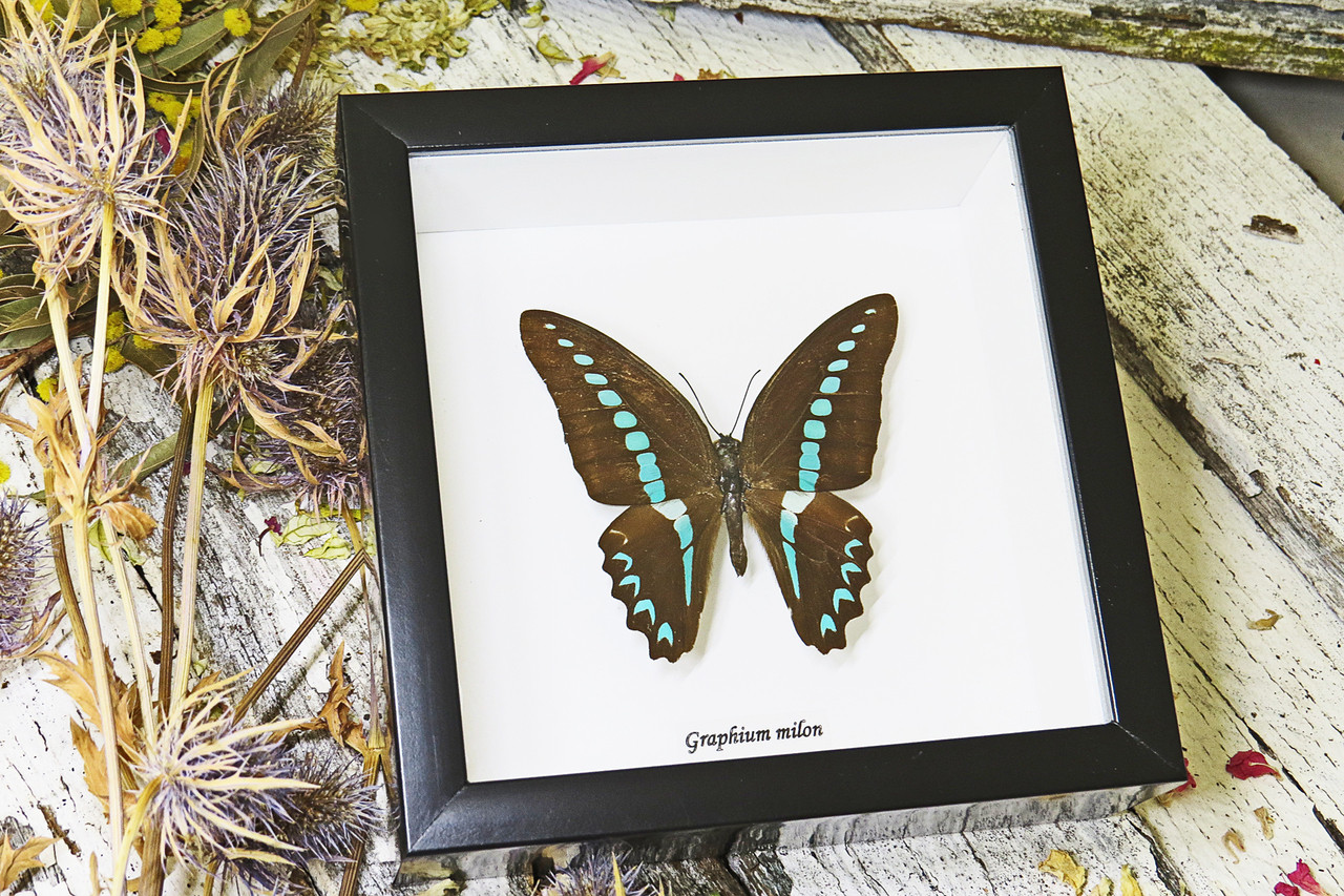 Graphium milon - Bits and Bugs