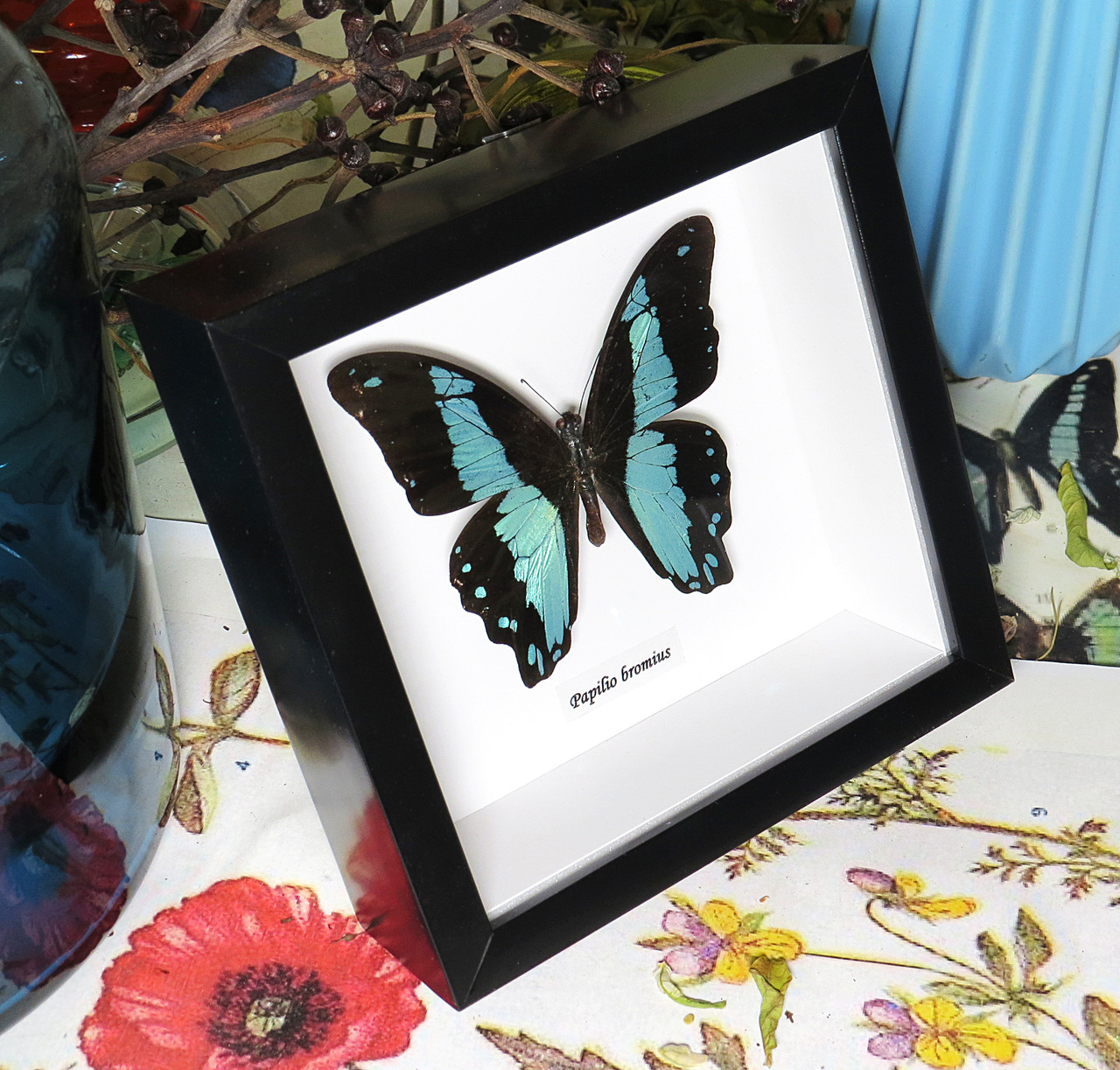 Papilio bromius - Bits and Bugs