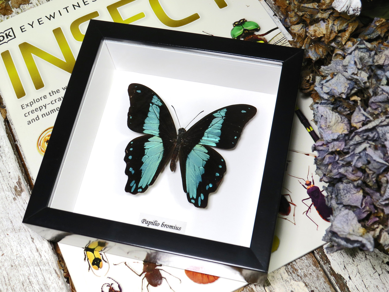Papilio bromius - Bits and Bugs