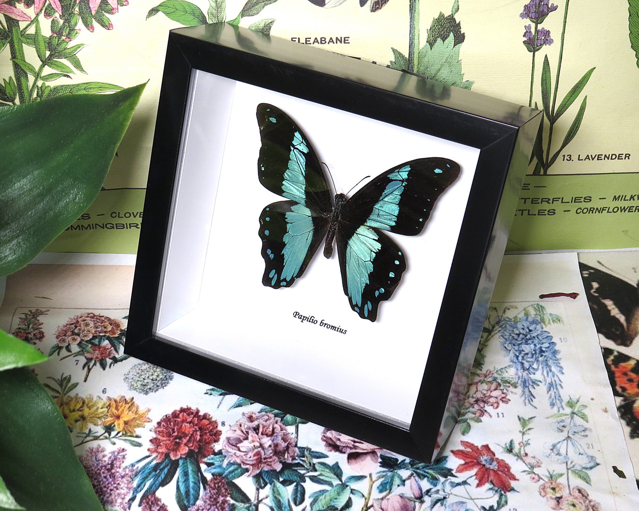 Papilio bromius - Bits and Bugs