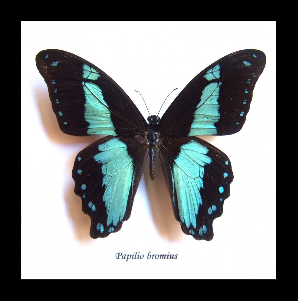 Papilio bromius - Bits and Bugs